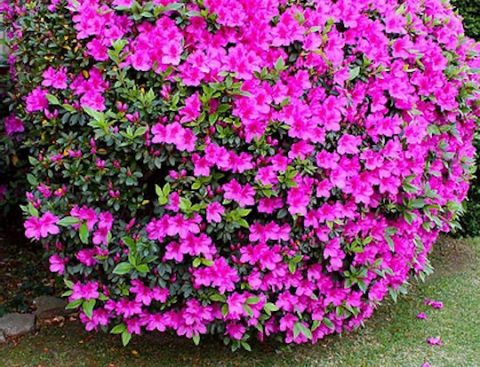 Azaleas - Empresa de Jardinería y Paisajismo - Viveros Solis